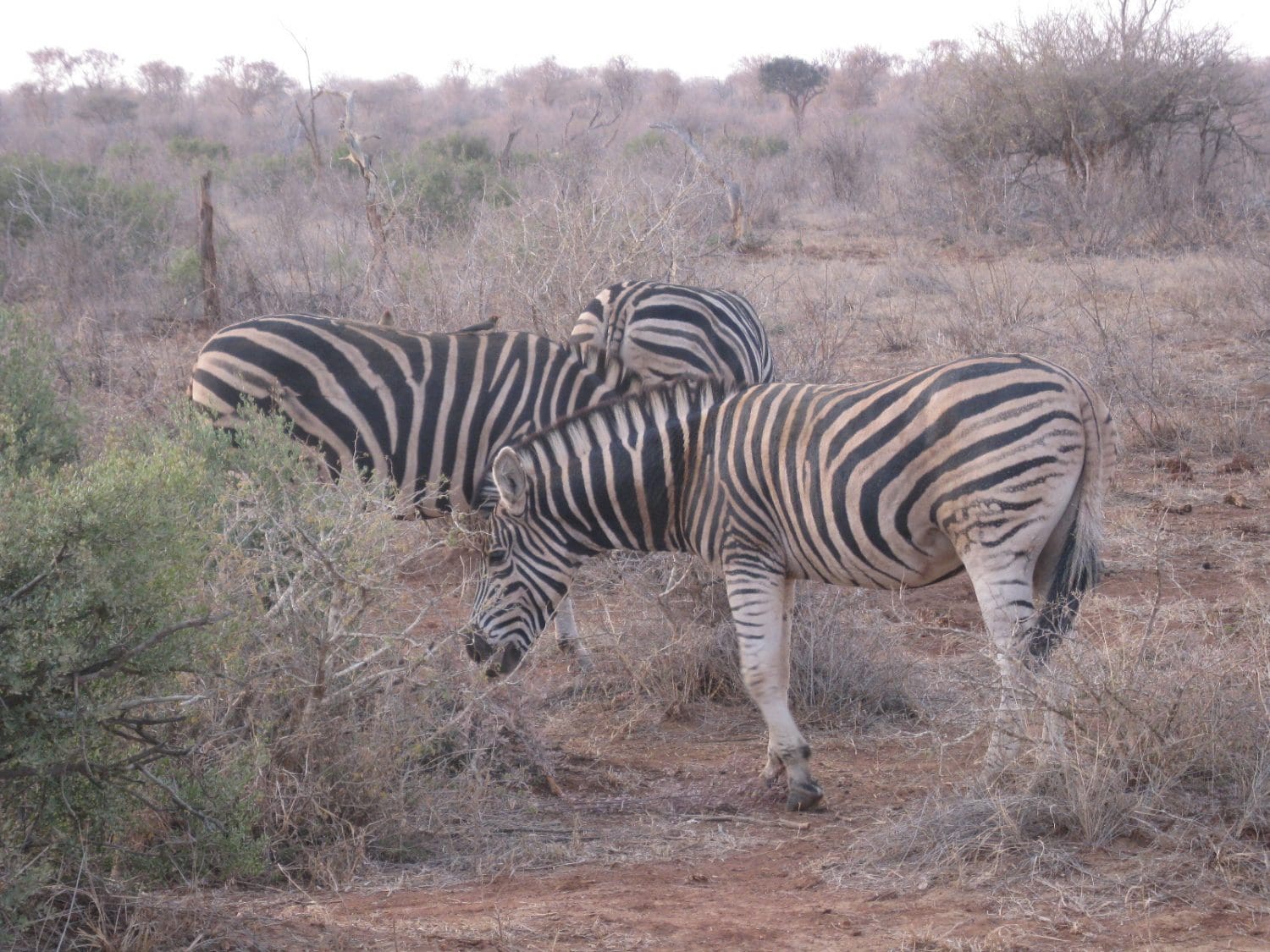 TvlLeaders: LaVonne's Adventures in Africa